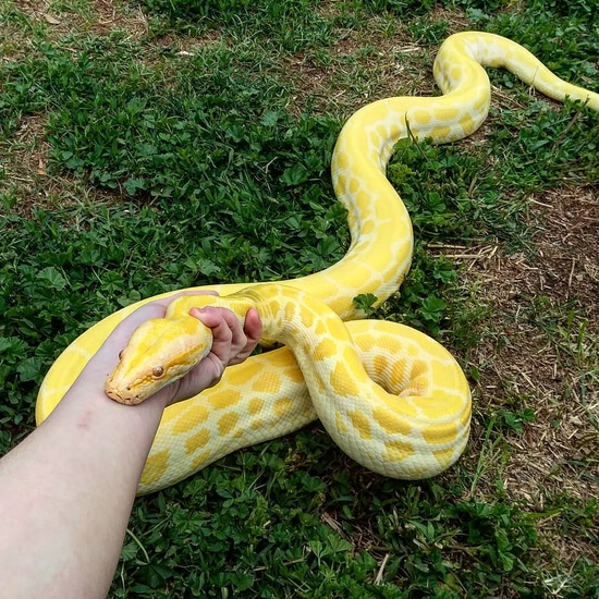 Pearl Het Green Granite - Shipping Included! Burmese Python by Stellar ...