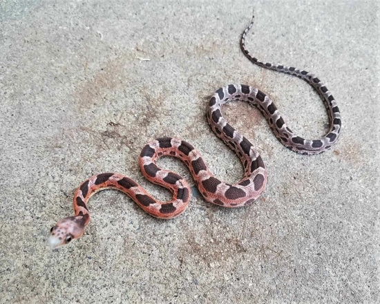 Scaleless Het Leucistic Texas Western Rat Snake by Stellar Reptiles