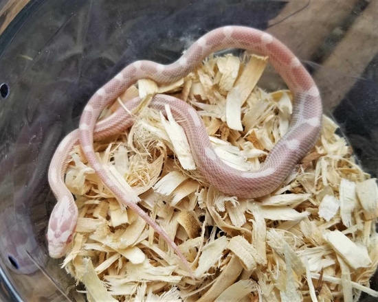 Snow Motley Het Lavender Corn Snake by Stellar Reptiles