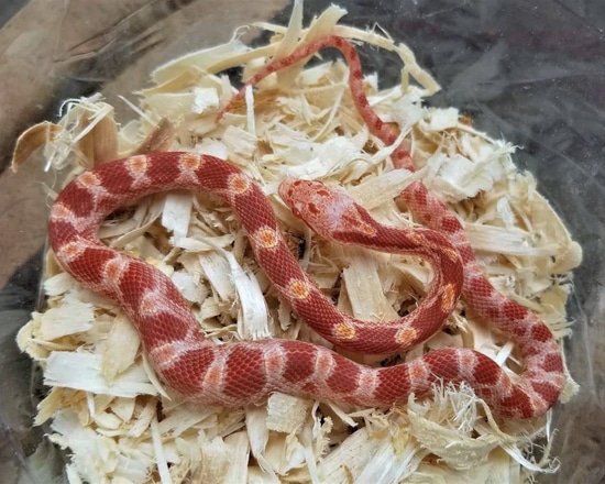 Fire Corn Snake by Stellar Reptiles