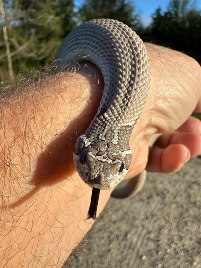 LET IT SNOW! Superconda-Axanthic-Het Albino Western Hognose by Rosy Hogs