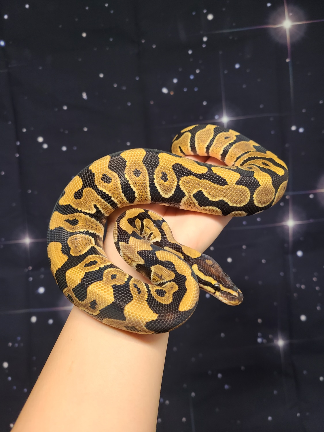 Vanilla DH Ultramel/Clown Ball Python by Stellar Serpens - MorphMarket