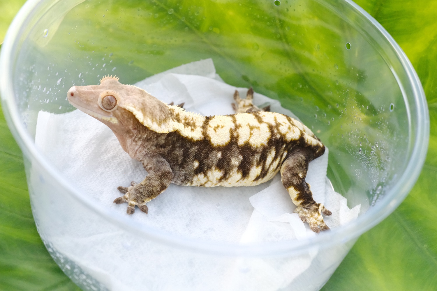 Cat's Coral Crested Gecko by Stenger’s Geckos - MorphMarket