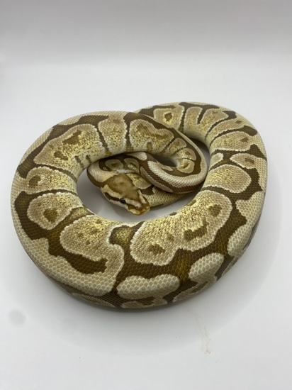 Mojave Fire Woma Ball Python by A and J Exotics Balls