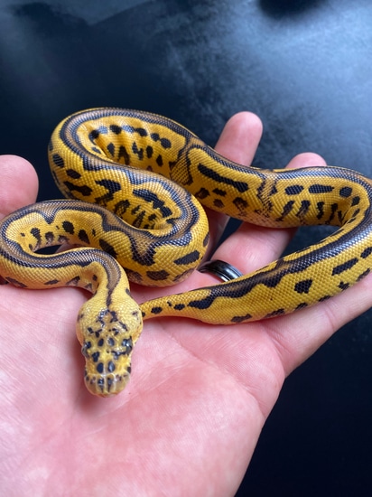 Pastel YB Batman Ball Python by A and J Exotics Ball pythons