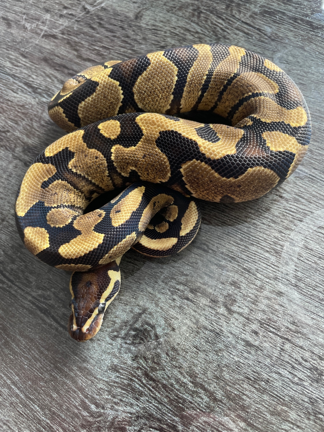 Spark Ball Python by Stefan Kauderer - MorphMarket