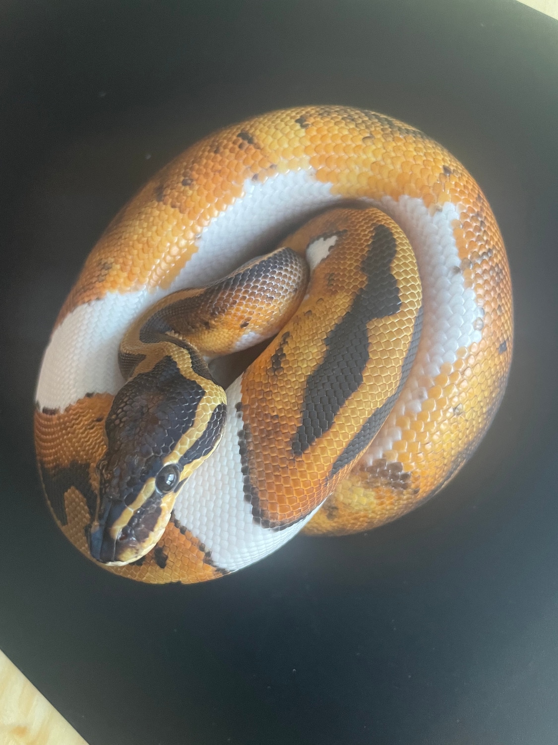 Piebald Het Albino Ball Python by Stefan Kauderer - MorphMarket