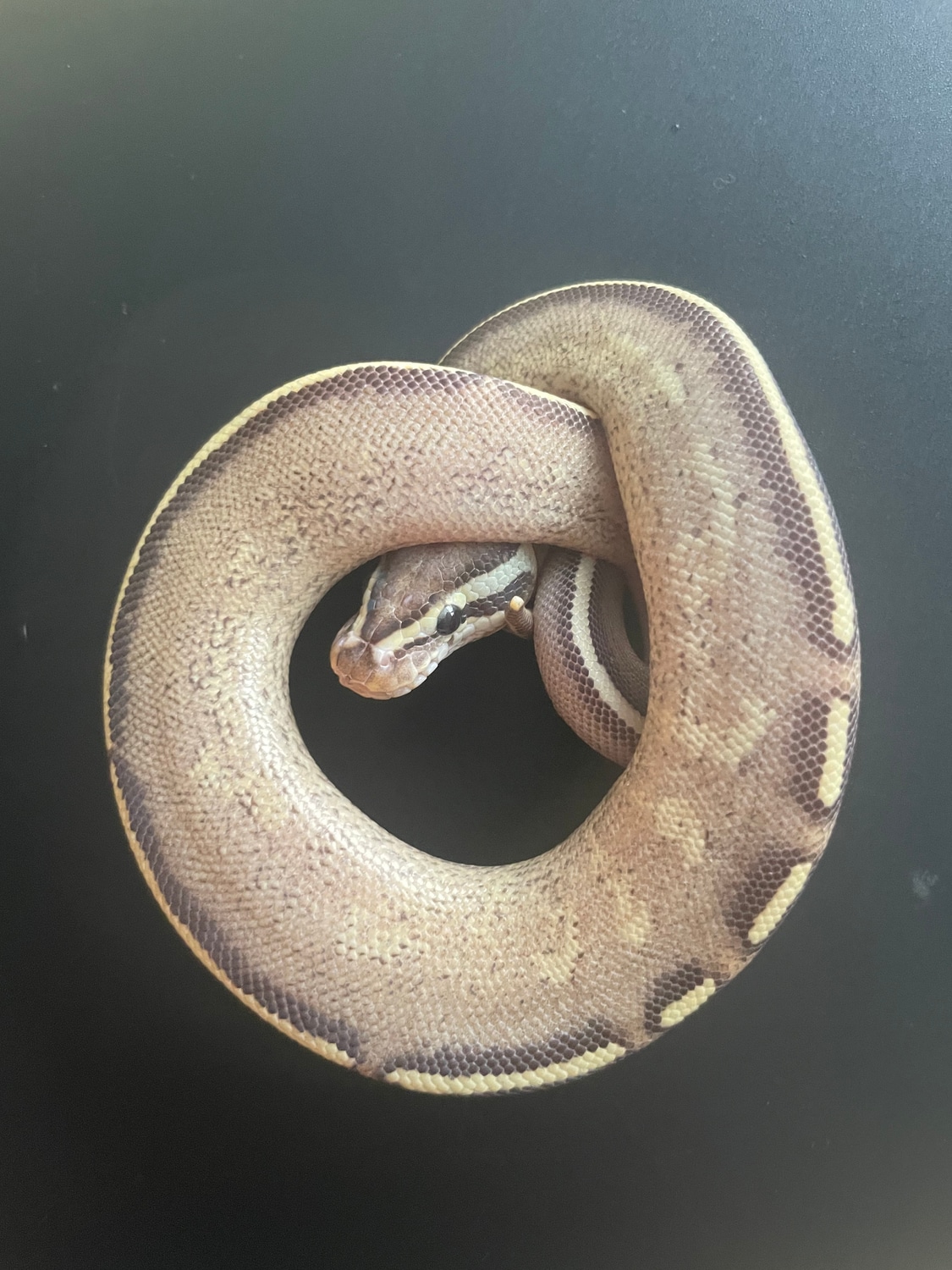 Gravel Spark Ball Python by Stefan Kauderer - MorphMarket