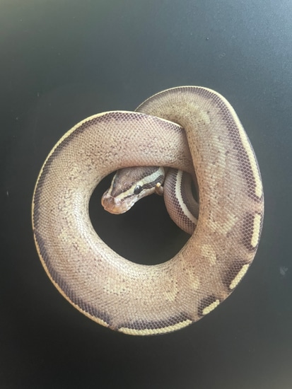 Gravel Spark Ball Python by Stefan Kauderer