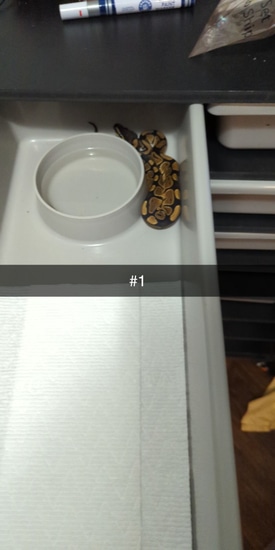 Normal Ball Ball Python by Molnoskey balls retics and boas