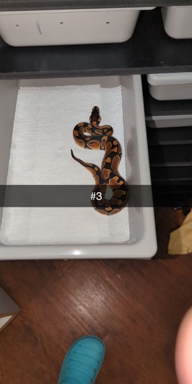 Normal Ball Ball Python by Molnoskey balls retics and boas