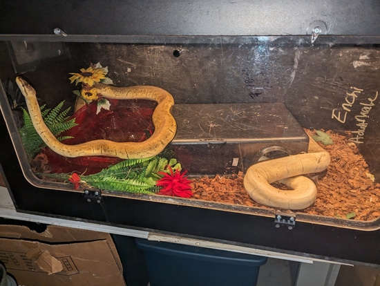 Untitled RGI Ball Python Big Momma by Molnoskey balls retics and boas