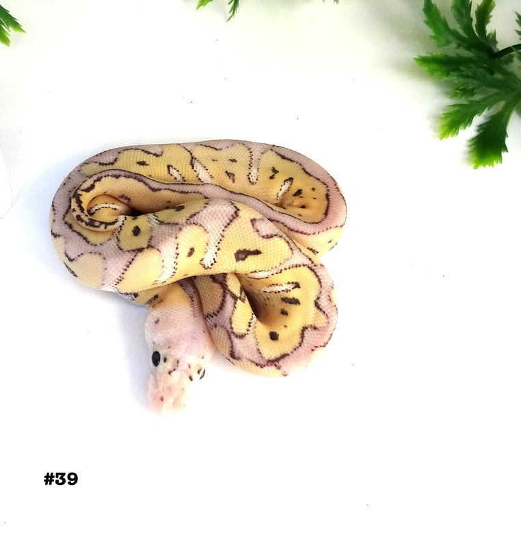 Superfly Harlequin Clown Poss. YB Ball Python by Graechwil - Reptiles ...