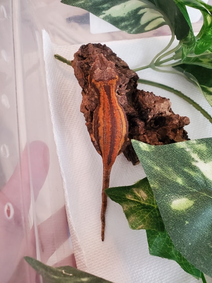 Red Stripe Gargoyle Unsexed Gargoyle Gecko by Roach Hollow Reptiles & Bugs
