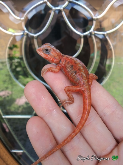 Hot Red Male Silkie Tran Hypo Central Bearded Dragon by Steph dragonz