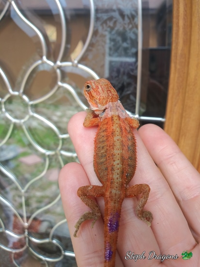 Fire Red Tran Hypo Male Central Bearded Dragon by Steph dragonz