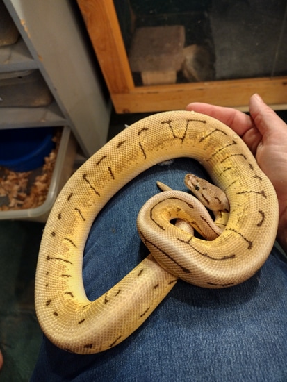 Special. Male And Female Ball Pythons by Steph dragonz