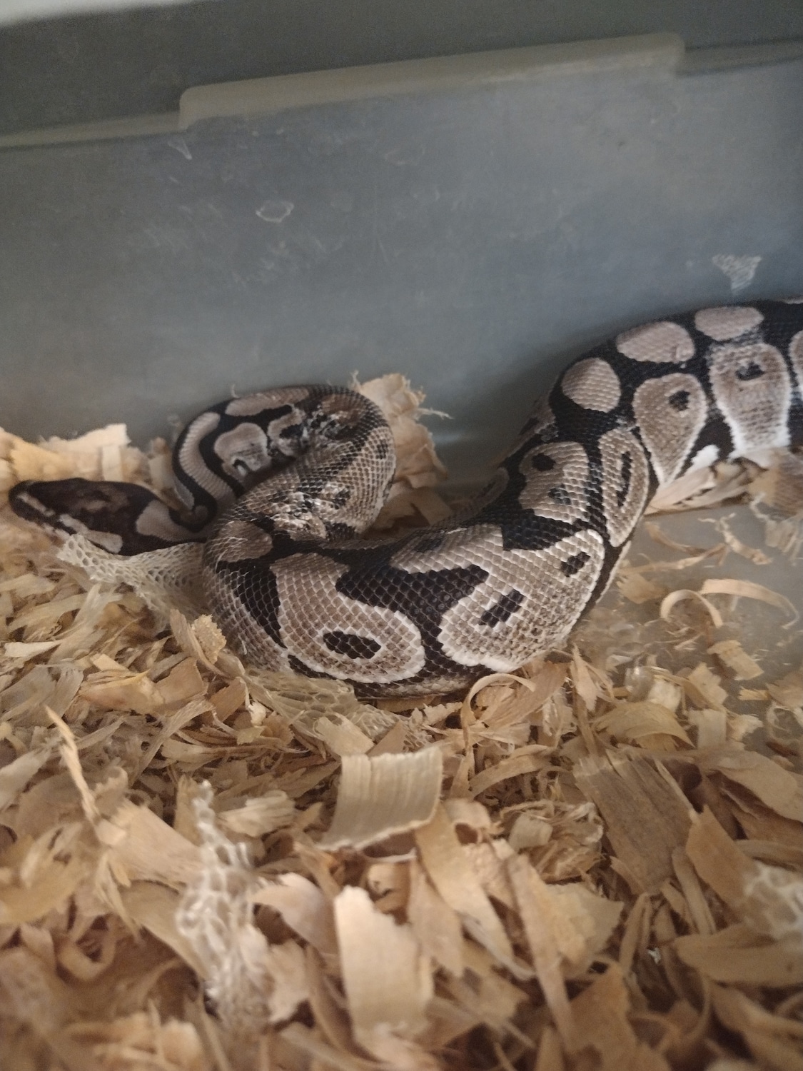 Axanthic VPI Male Ball Python by Steph dragons - MorphMarket