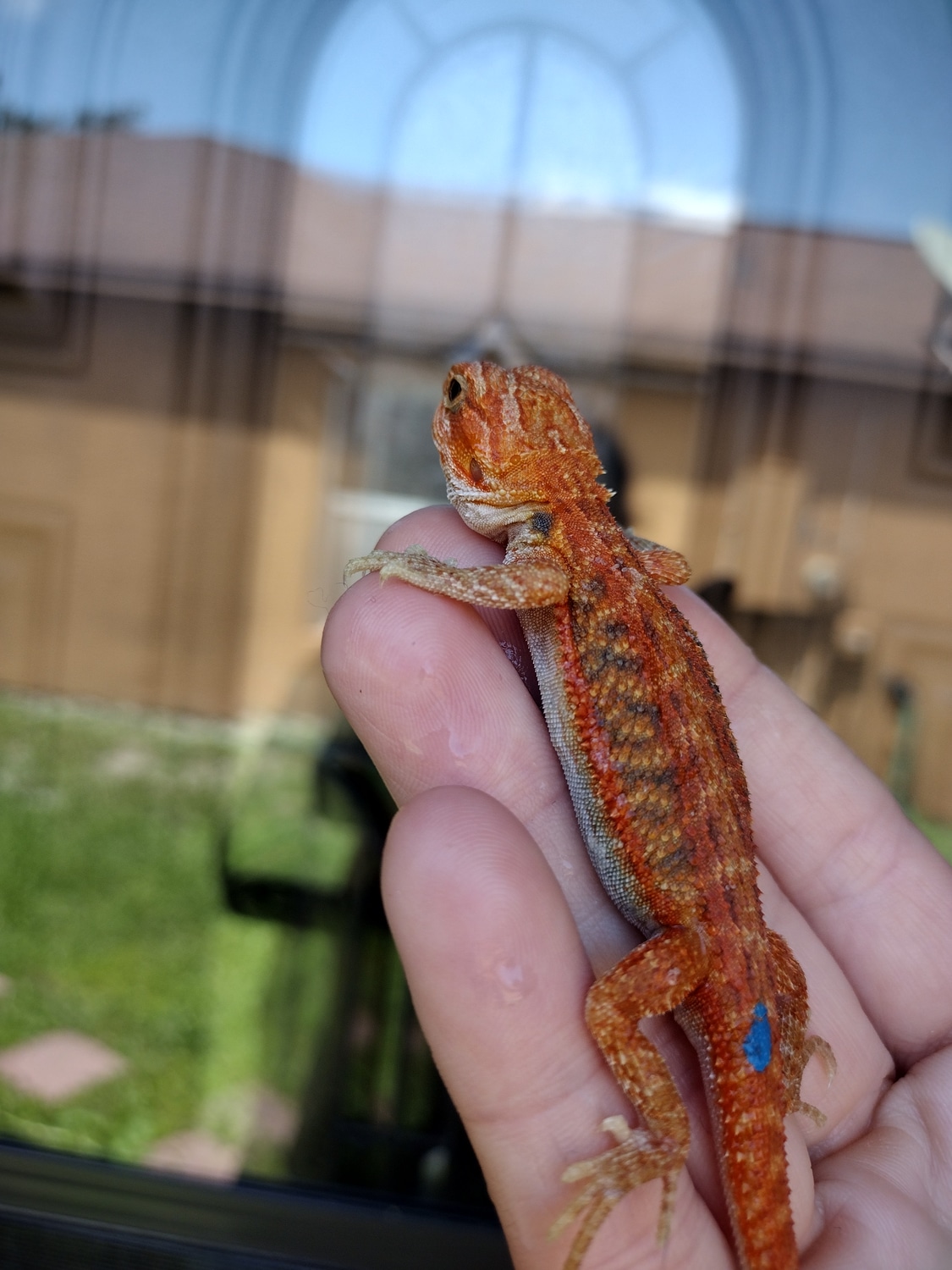 Tran Hypo Red Het Zero Male Central Bearded Dragon by Steph dragons ...