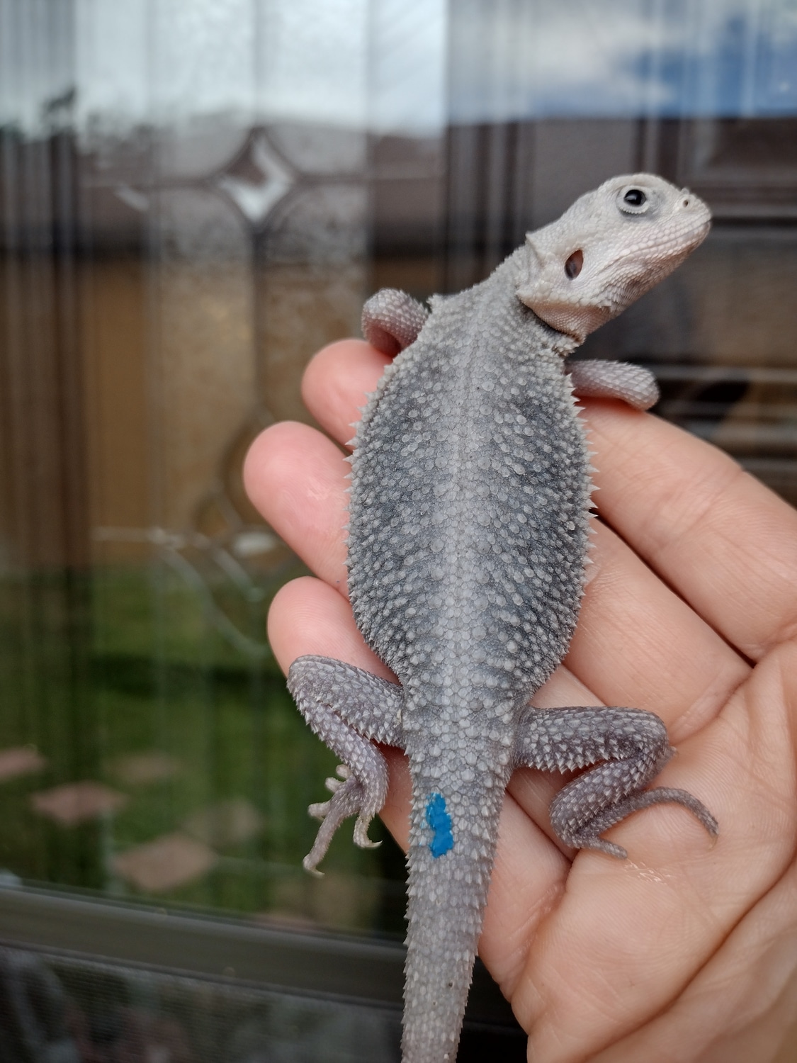 Zero Tran Hypo Male Central Bearded Dragon by Steph dragons - MorphMarket