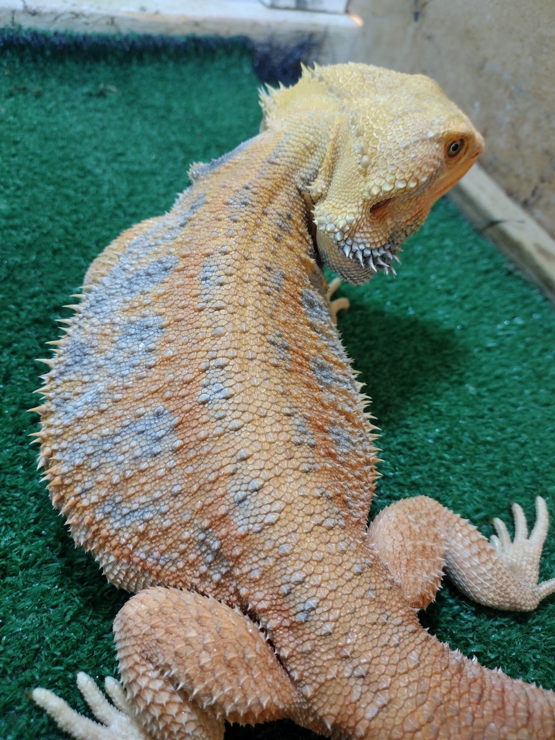 Blue Bar Hypo Het Tran Male Central Bearded Dragon by Steph dragons ...