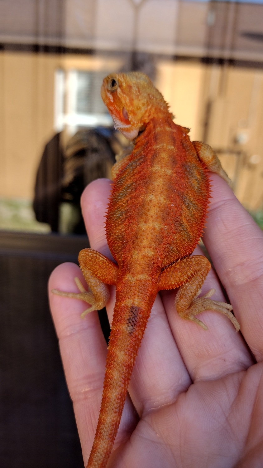 Extreme Red Tran Hypo Central Bearded Dragon by Steph dragons - MorphMarket