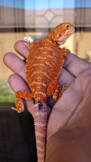 Red Hypo Het Tran Male Central Bearded Dragon by Steph dragonz