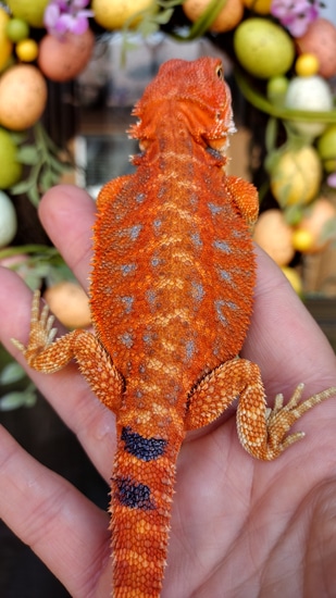 Extreme Red Hypo Het Tran Male Central Bearded Dragon by Steph dragonz