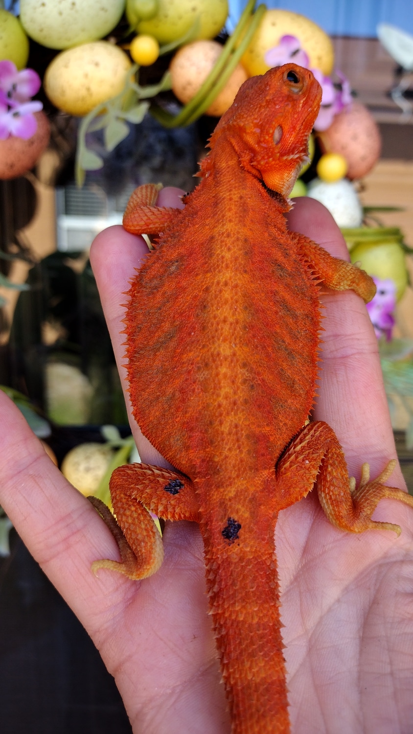 Extreme Red Hypo Tran Central Bearded Dragon by Steph dragons - MorphMarket
