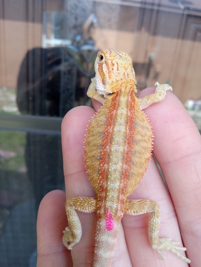 Red Genetic Stripe Hypo Het Tran Central Bearded Dragon by Steph dragons