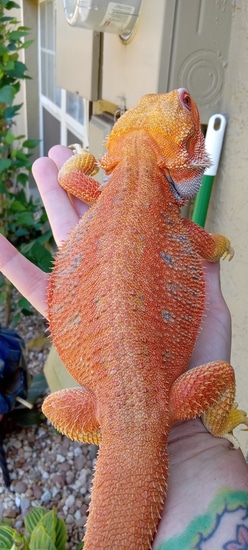 Red Hypo Het Tran Male Central Bearded Dragon by Steph dragonz