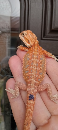 Dunner Hypo Het Tran Leatherback Central Bearded Dragon by Steph dragonz