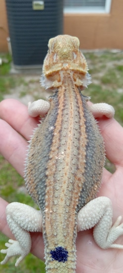 Pied Tran Genetic Stripe Central Bearded Dragon by Steph dragonz