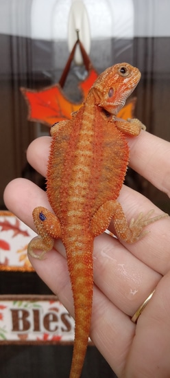 Red Tran Hypo Male Central Bearded Dragon by Steph dragonz