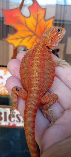 Red Hypo Tran Male Central Bearded Dragon by Steph dragonz