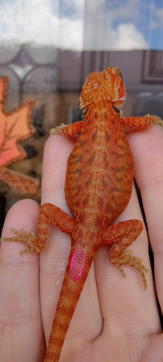 Deep Red Tran Leatherback Hypo Central Bearded Dragon by Steph dragons - MorphMarket