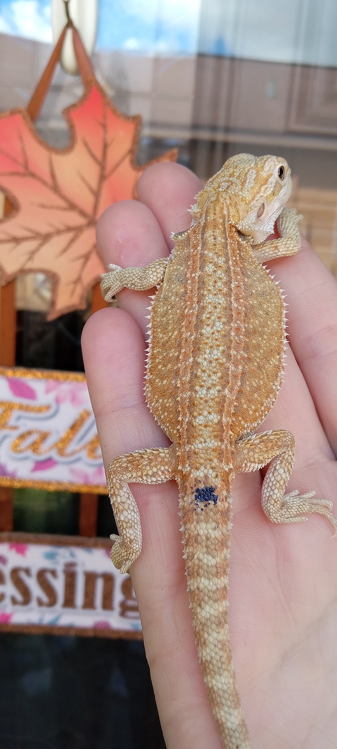 Hypo Genetic Stripe Het Tran Central Bearded Dragon by Steph dragons ...