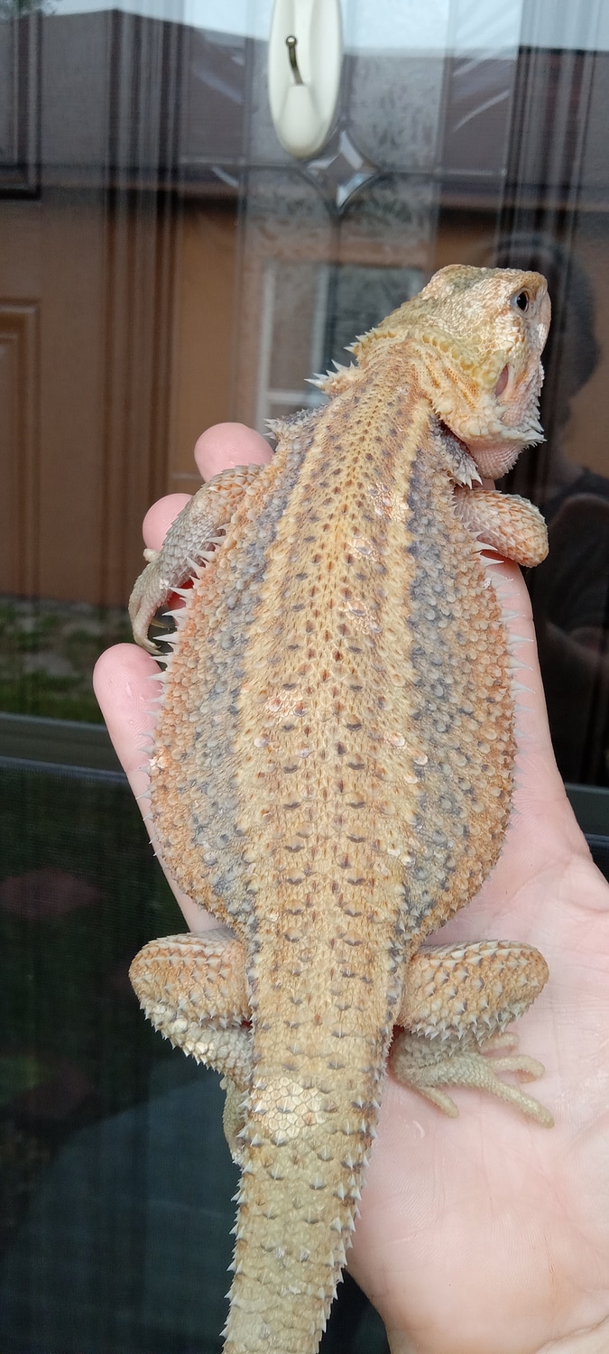 Pied Tran Hypo Genetic Stripe Central Bearded Dragon by Steph dragons ...