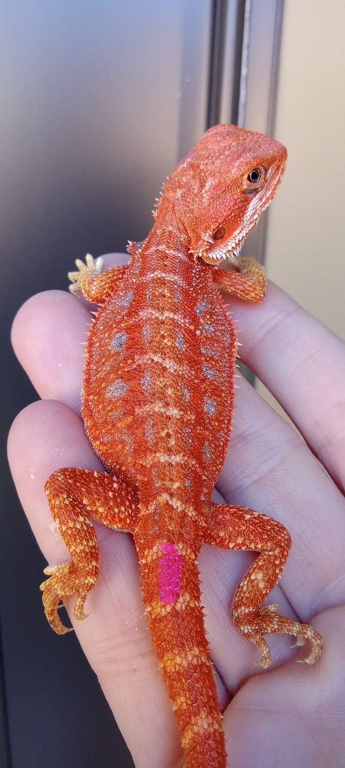 Bright Red Female Hypo Het Tran Central Bearded Dragon by Steph dragons ...