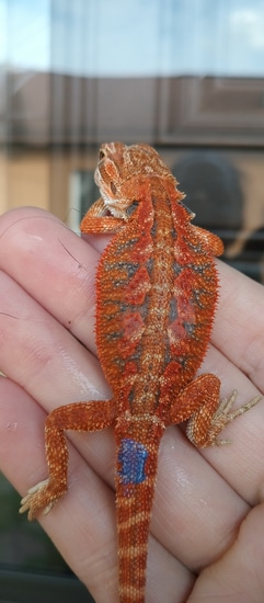 Red Hypo Het Tran Male Central Bearded Dragon by Steph dragonz