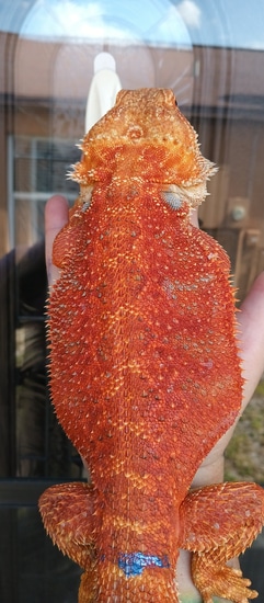 Adult Red Hypo Het Tran Male Central Bearded Dragon by Steph dragonz