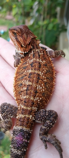 Red Monster Double Het Central Bearded Dragon by Steph dragonz