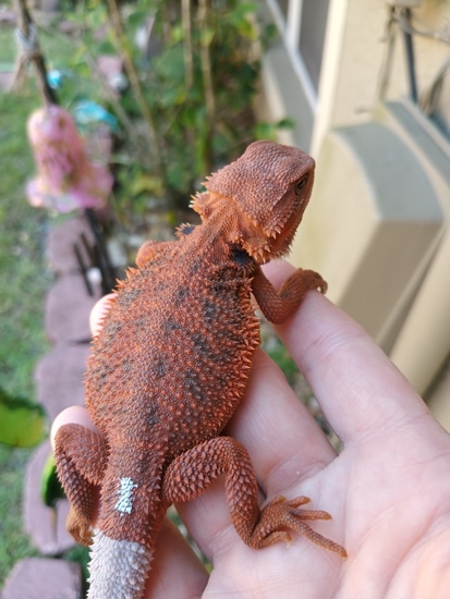 Red Monster Tran Hypo Central Bearded Dragon by Steph dragonz