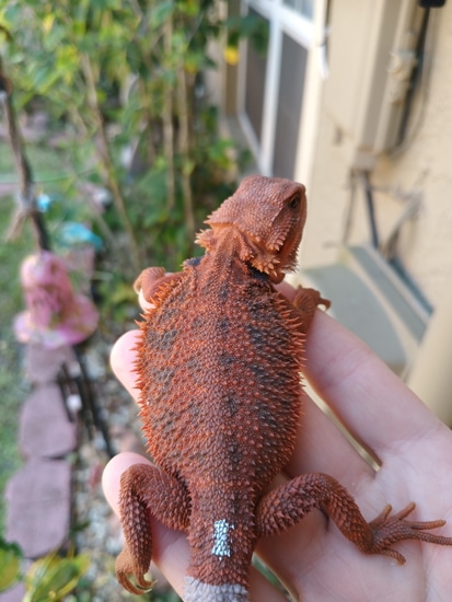 Full Red Monster Hypo Tran Central Bearded Dragon by Steph dragonz