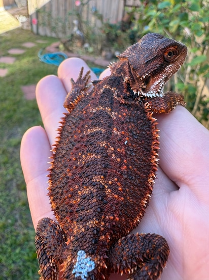 Full Red Monster Double Het Tran Het Hypo Central Bearded Dragon by Steph dragonz