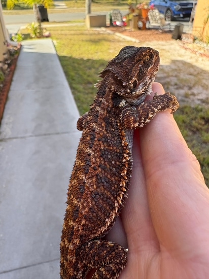 Red Monster Male Central Bearded Dragon by Steph dragonz
