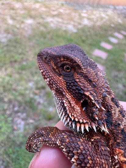 Dark Full Red Monster Male Central Bearded Dragon by Steph dragonz
