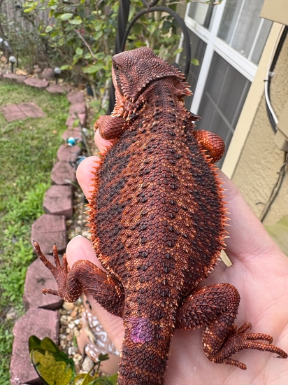Full Red Monster Het Tran Het Hypo Central Bearded Dragon by Steph dragonz