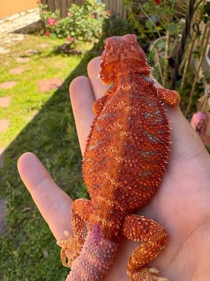 Red Monster Hypo Het Tran Central Bearded Dragon by Steph dragonz