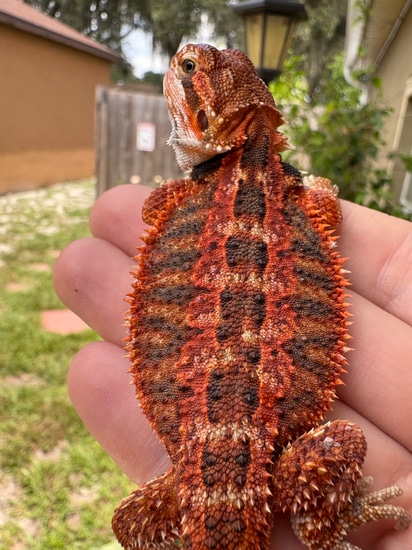 Red Monster Male Het Tran Central Bearded Dragon by Steph dragonz